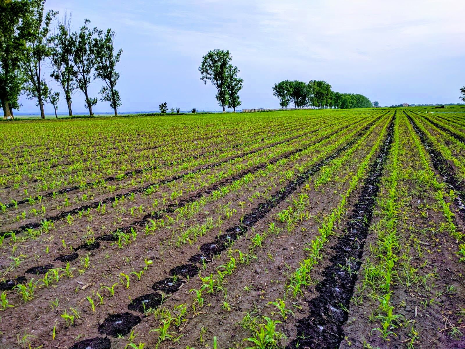 Soil Considerations for Water Management | Rivulis